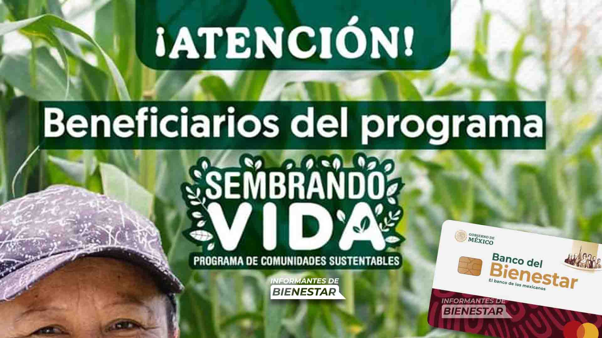 Ya hay FECHA EXACTA de pago en OCTUBRE de SEMBRANDO VIDA 2024